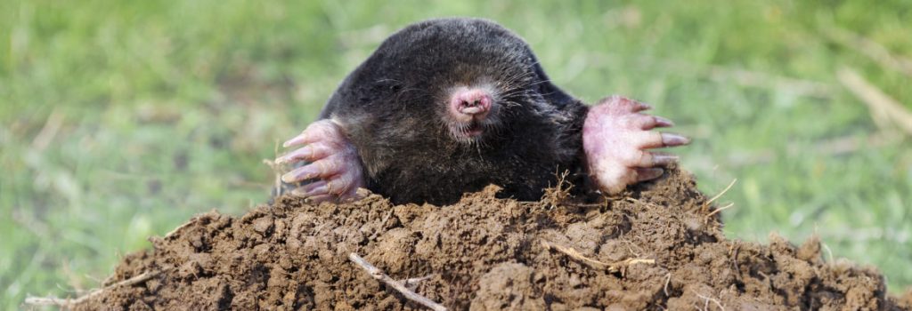 Compact living i all ära | Hyr ett förråd till allt annat!